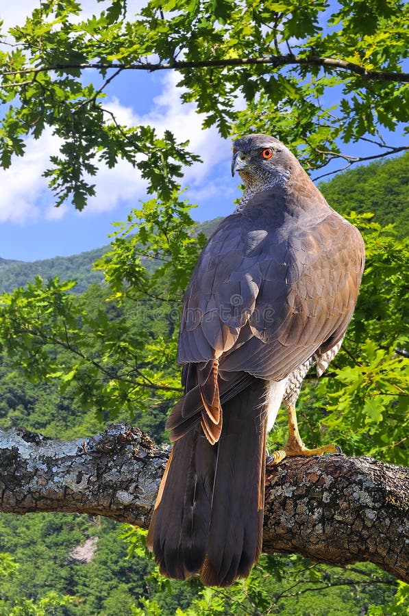 Goshawk. stock image. Image of blood, carnivore, falcon - 24536197