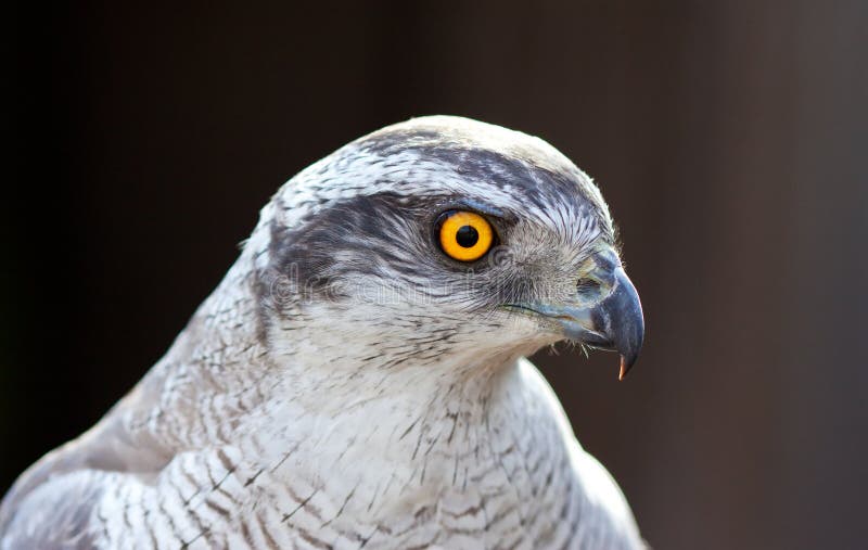 Goshawk Head Side View Stock Photos - Free & Royalty-Free Stock Photos ...