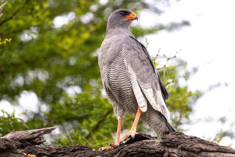 Goshawk at Karoo National Park Stock Photo - Image of africa, watching ...