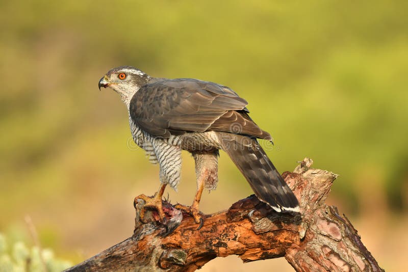 Goshawk Keeps Watch with Its Prey in Its Talons Stock Photo - Image of ...