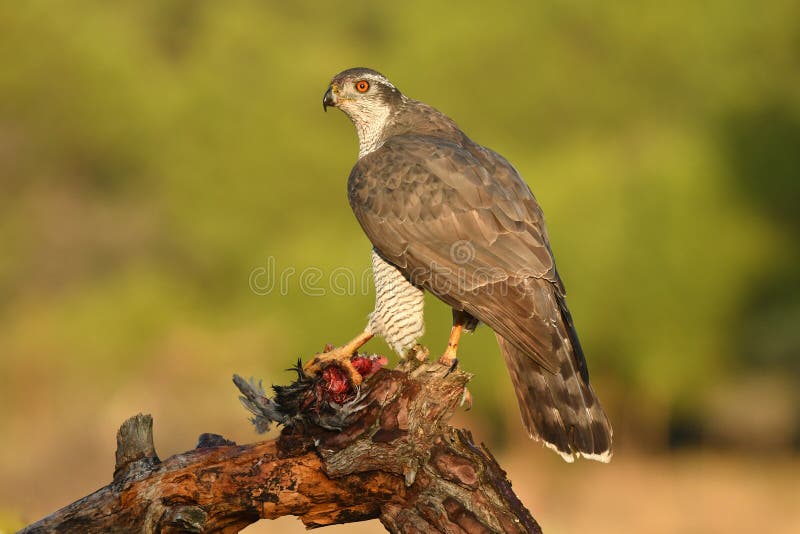 Goshawk Keeps Watch with Its Prey in Its Talons Stock Photo - Image of ...