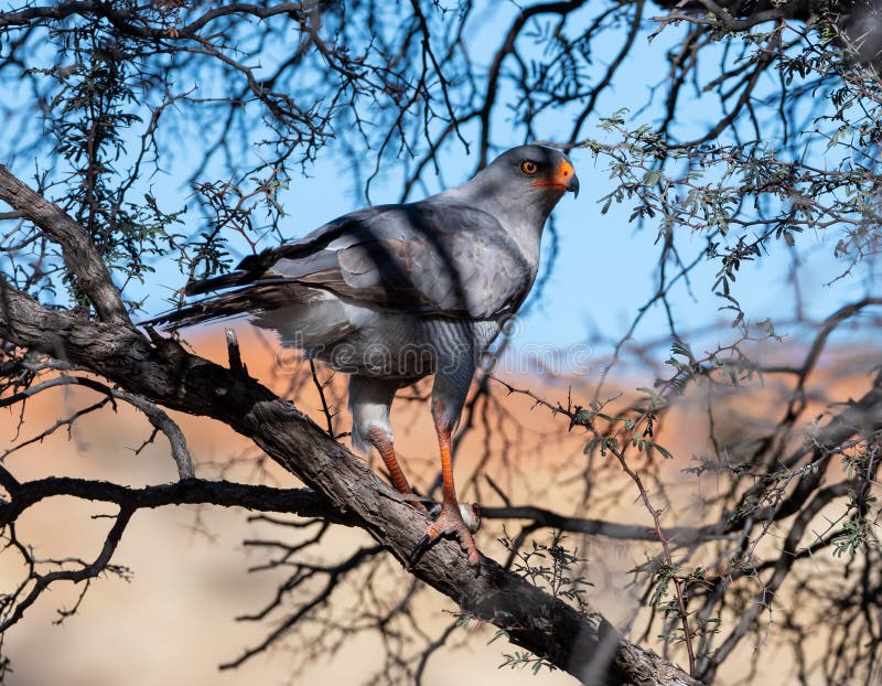 Goshawk with Mouse stock image. Image of kalahari, perched - 255408705