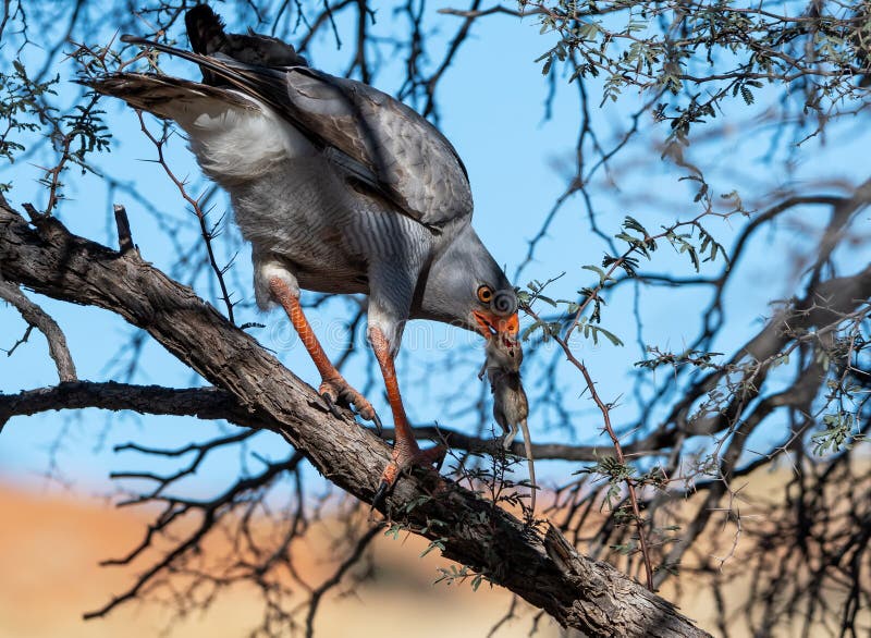 Goshawk with Mouse stock photo. Image of kalahari, claw - 255408712