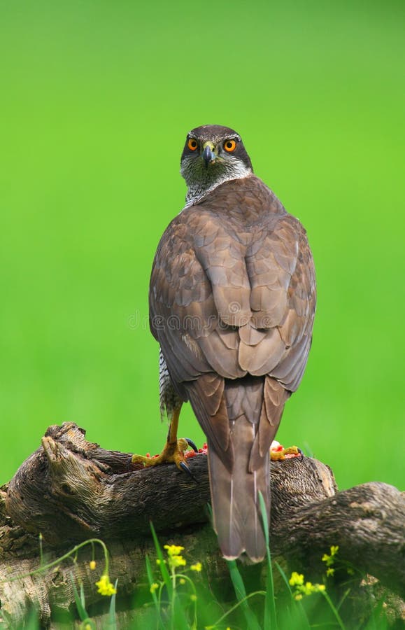 Goshawk stock image. Image of wildlife, fauna, buzzard - 59605055