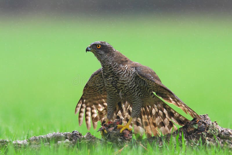 Goshawk stock image. Image of falcon, bird, summer, grass - 59605283