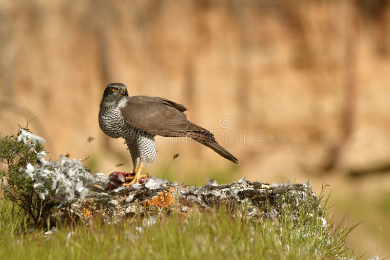 Goshawk with Prey in the Forest Stock Photo - Image of beak, prairie ...