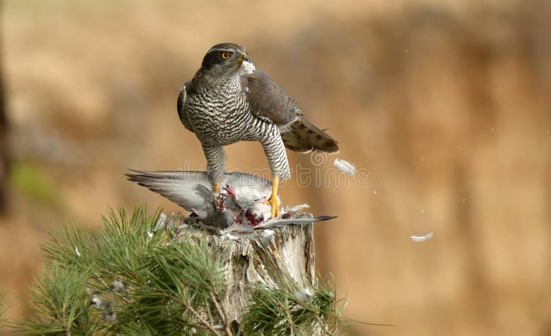 Goshawk with a Prey in Its Territory Stock Image - Image of goshawk ...