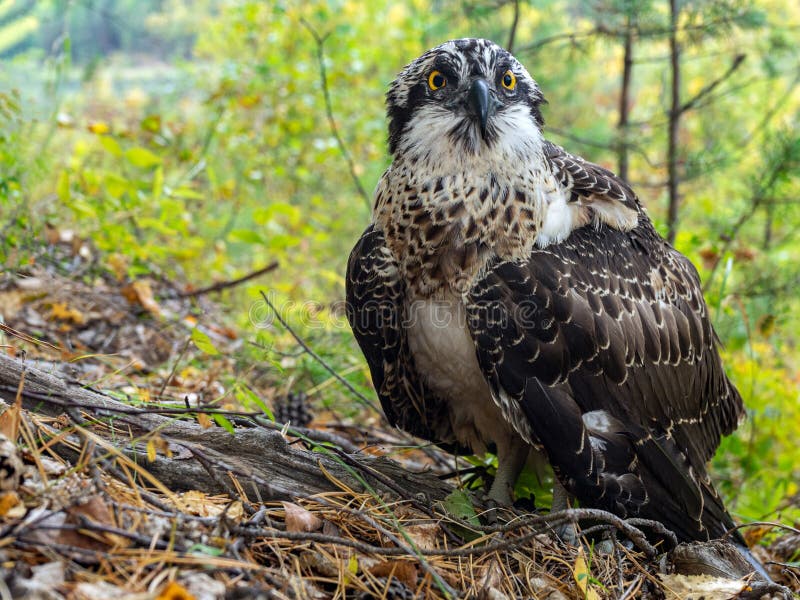 Goshawk Sitting on the Ground. Hawk Close Up Stock Image - Image of ...