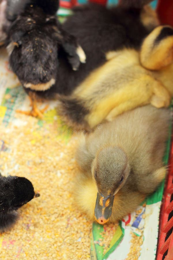 Gosling and Chicken New Born is a Group Stock Photo - Image of bird ...