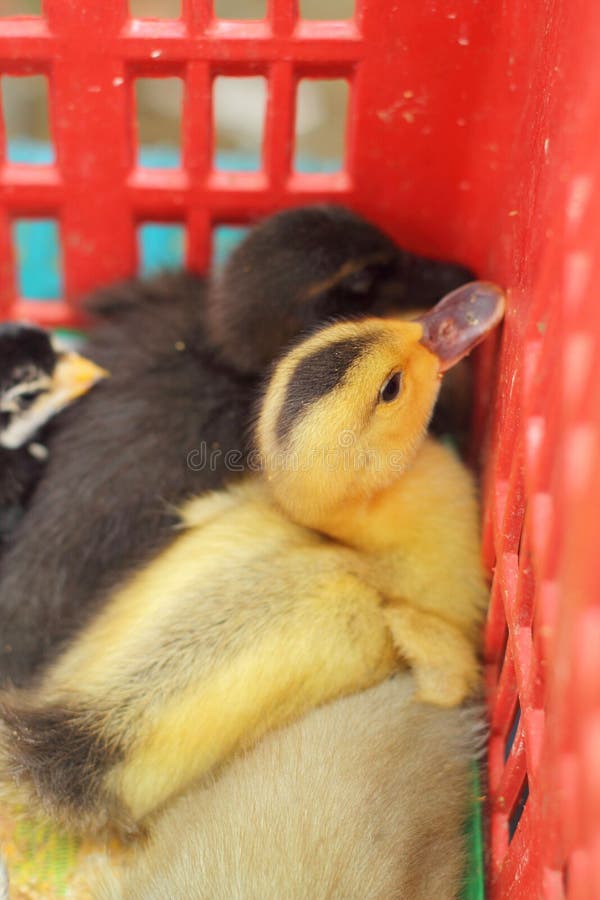 Gosling and Chicken New Born is a Group Stock Image - Image of beak ...