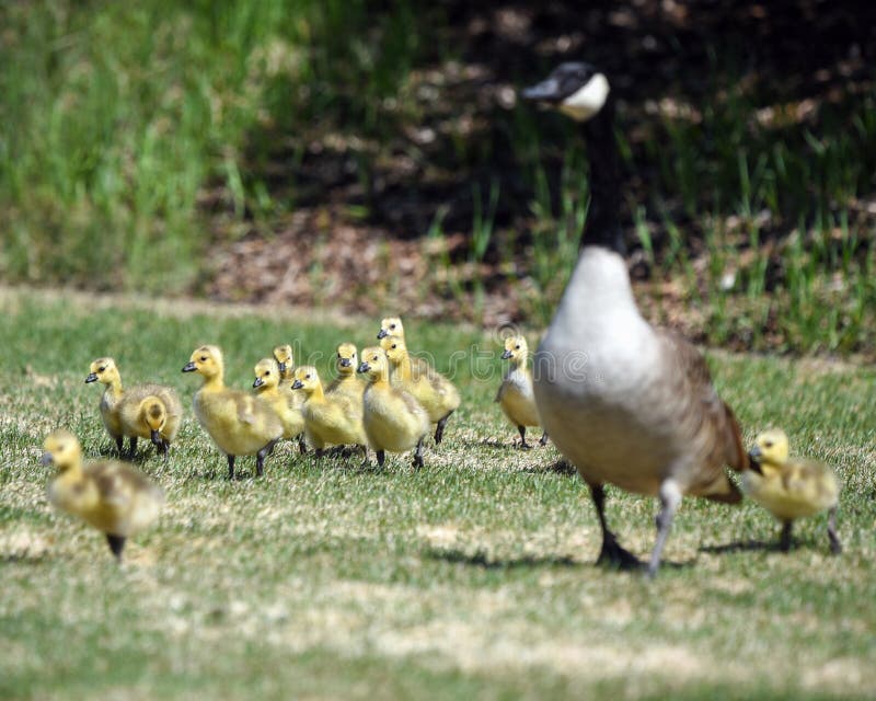 Gosling Chicks with Their Mother Stock Image - Image of gander, cute ...