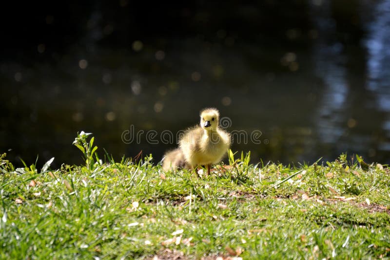 Gosling stock image. Image of wildlife, green, cuddly - 40148333