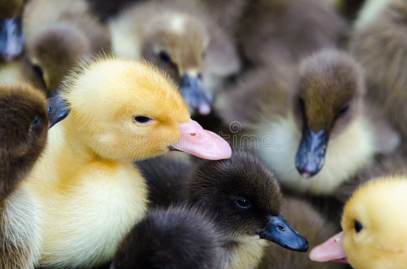 Gosling and Ducklings for Sale Stock Photo - Image of nature, closeup ...