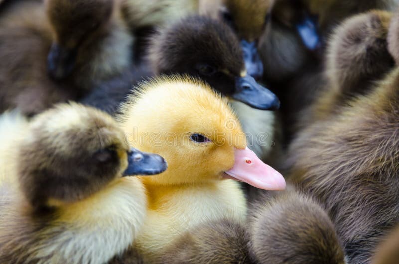 Gosling and Ducklings for Sale Stock Photo - Image of pets, farm: 46394968