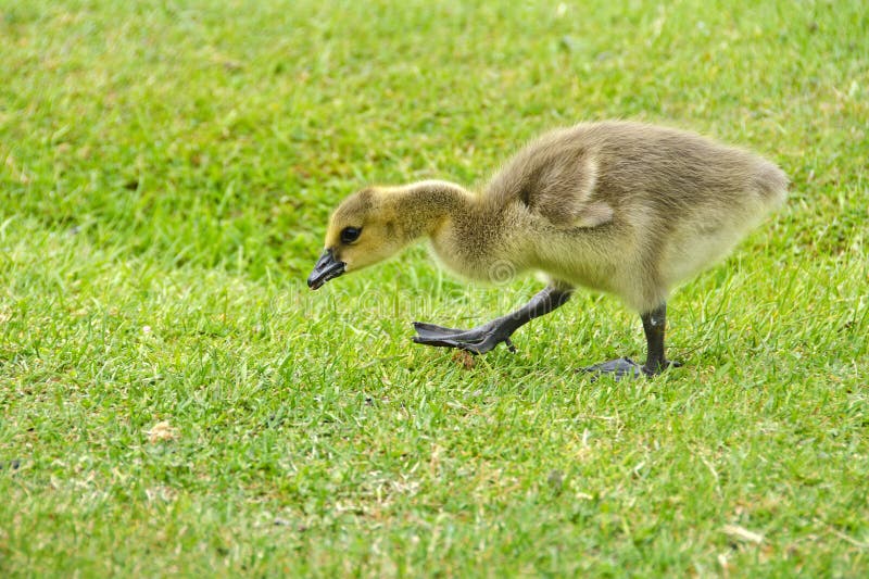 Gosling Looking for Food stock photo. Image of waterfowl - 24813372