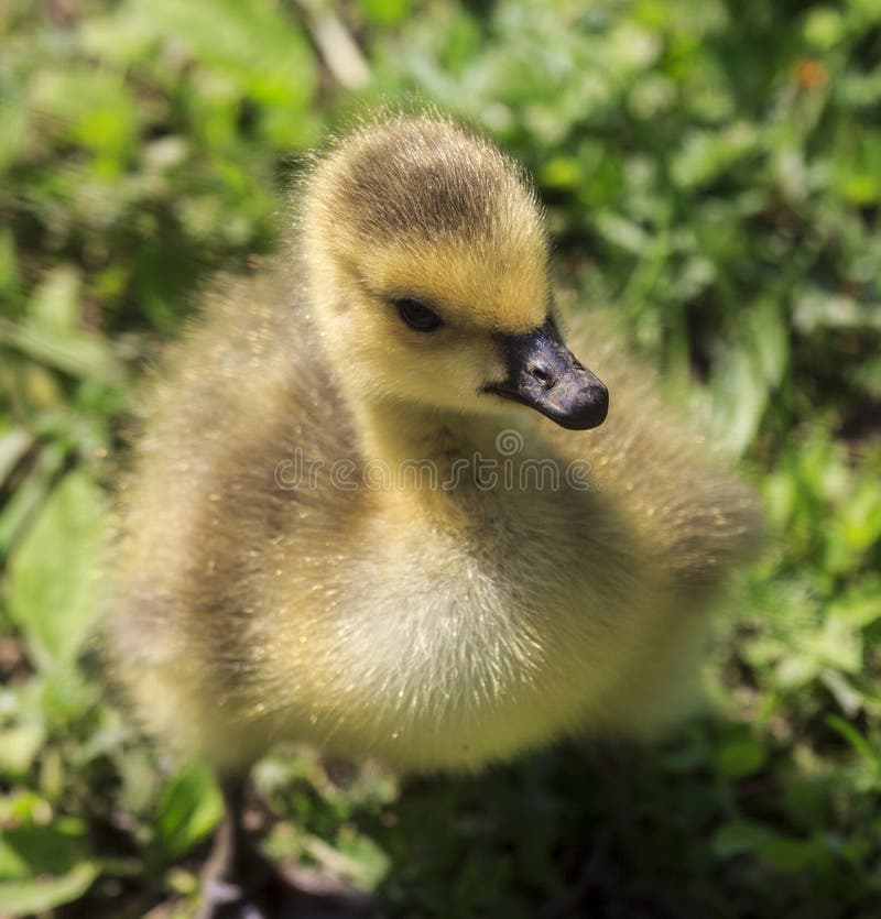 Gosling stock image. Image of young, nature, farm, gosling - 32833547