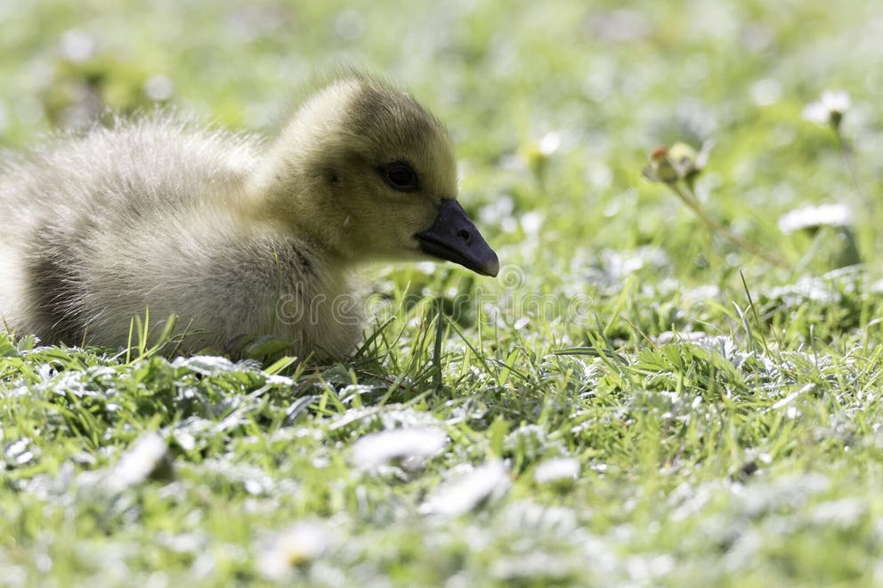 Gosling Sitting on in the Grass during Spring Stock Image - Image of ...