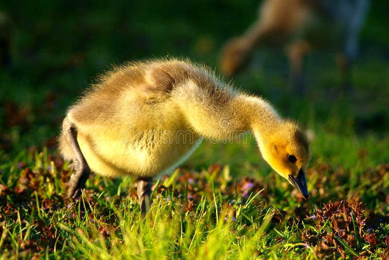 Gosling stock image. Image of gosling, goose, baby, easter - 53975975
