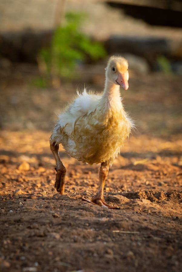Gosling Walks Around Pen Lifting Right Foot Stock Image - Image of ...