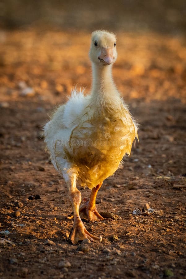 Gosling Walks Towards Camera in Golden Light Stock Photo - Image of ...