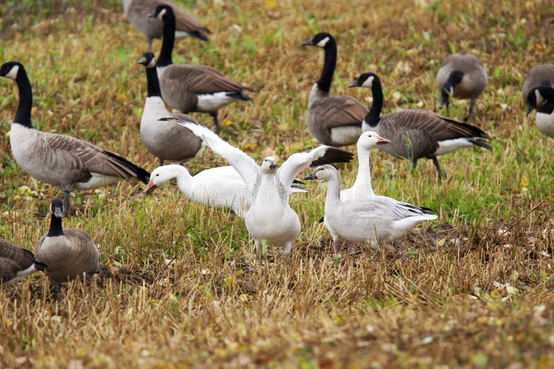 Gosling wing stretching stock photo. Image of fauna, canada - 46132786