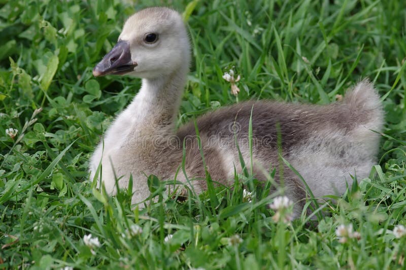 Gosling stock image. Image of infant, duck, fuzzy, babies - 45780497