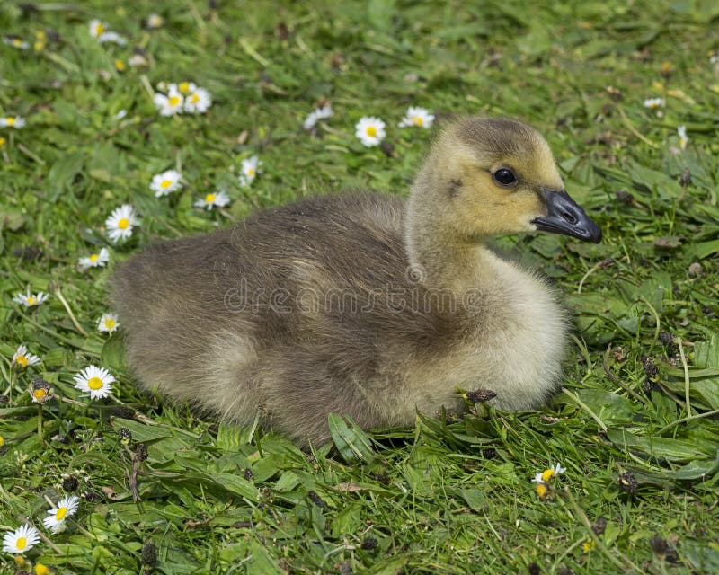 Gosling stock image. Image of bird, nature, chick, grass - 73409855