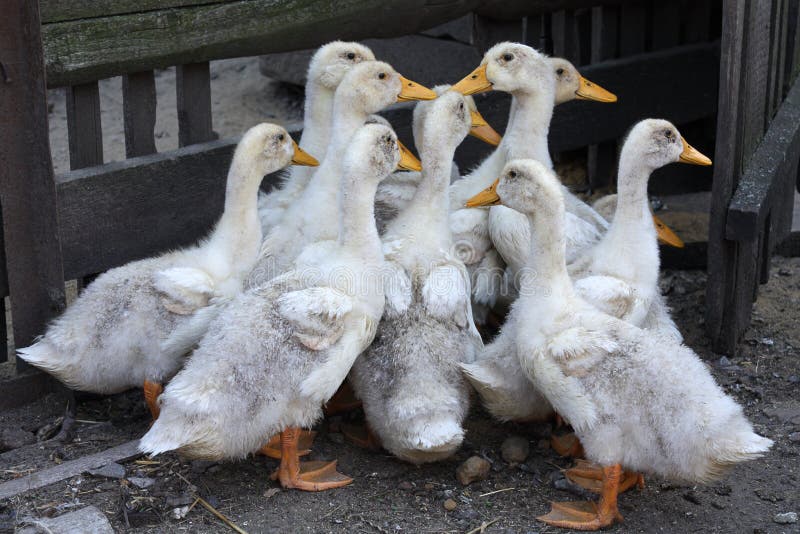 Goslings bevy stock photo. Image of birds, farm, poult - 5357834