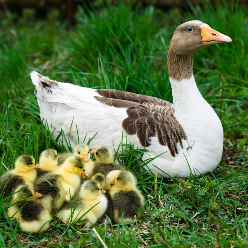 Goslings on grass stock photo. Image of goslings, feather - 9867748