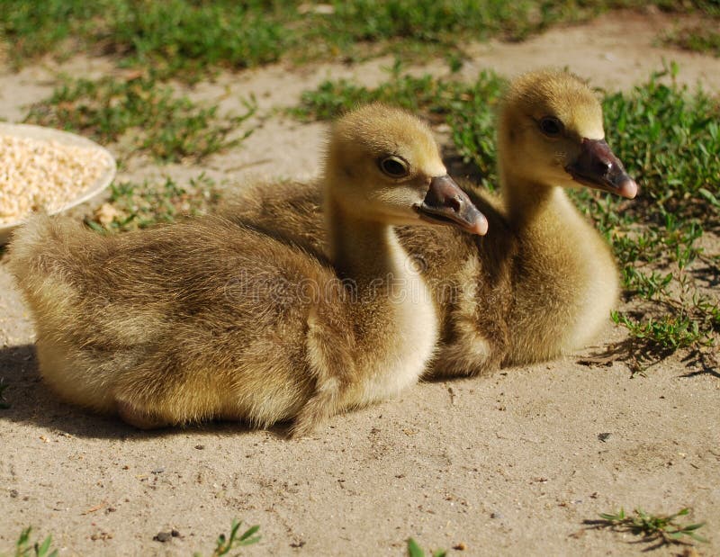 Goslings stock image. Image of animals, nature, geese - 56352049