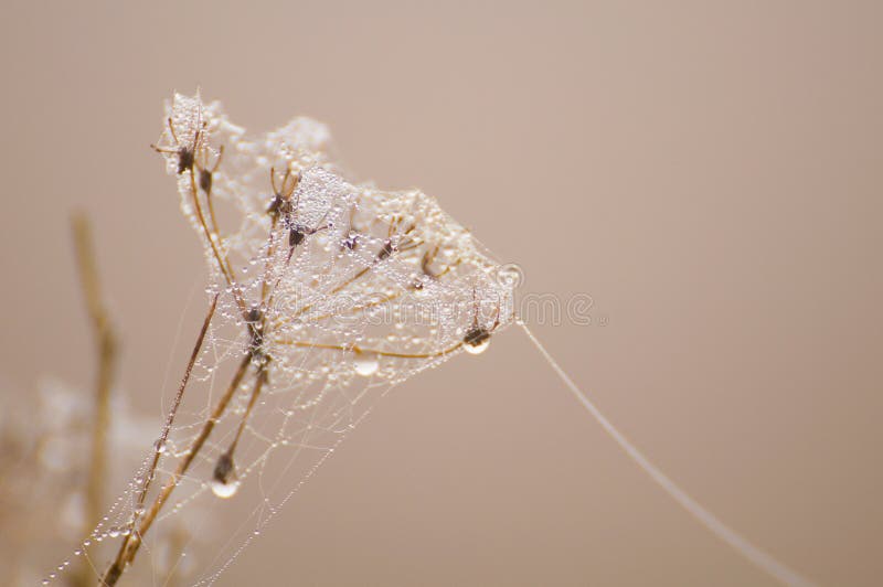 Gossamer stock image. Image of martinmas, macro, autumn - 27355011