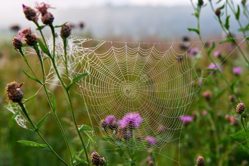 Gossamer Early in the Morning. Stock Photo - Image of fragility, insect ...