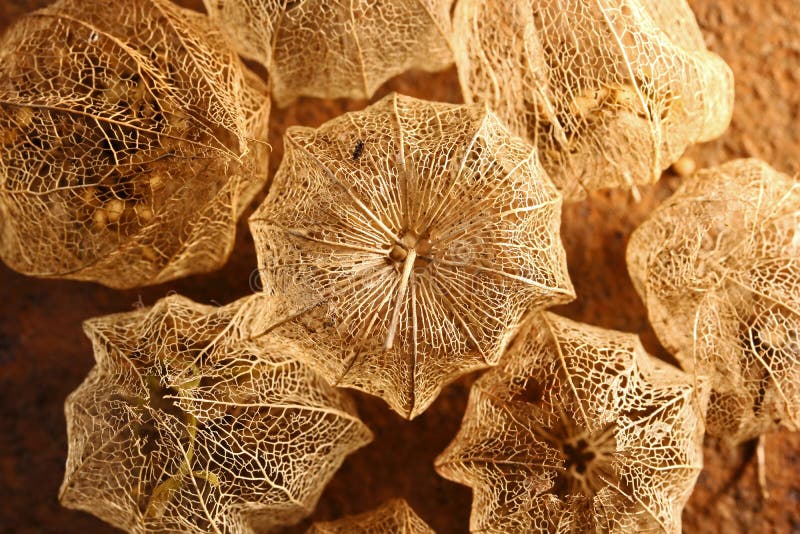 GOSSAMER NETWORK of DETERIORATING CAPSULE AROUND a DECAYED CAPE ...