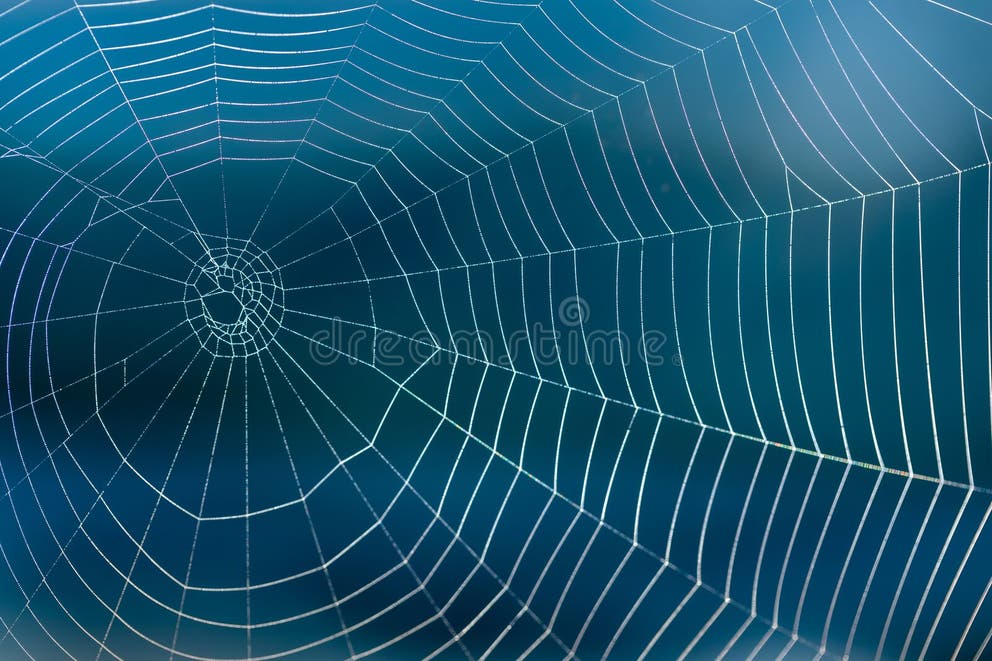 Gossamer Threads: Spider Web among the Blades Stock Photo - Image of ...