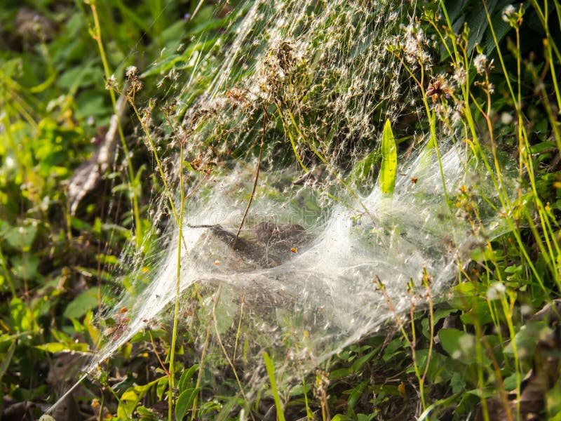 The gossamer. stock image. Image of spider, light, forest - 89583181