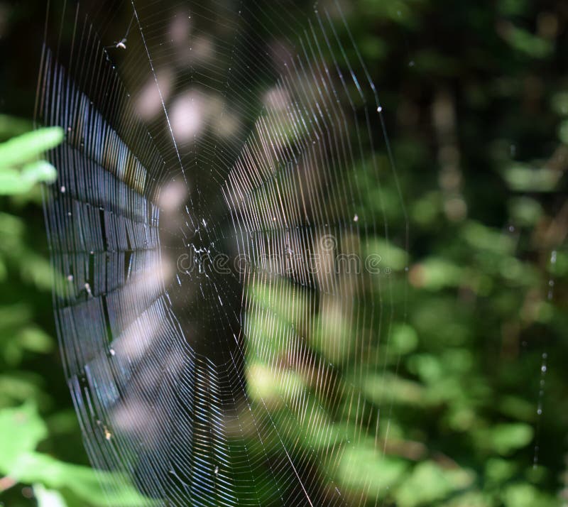 Gossamer stock photo. Image of natural, nature, spider - 100408746