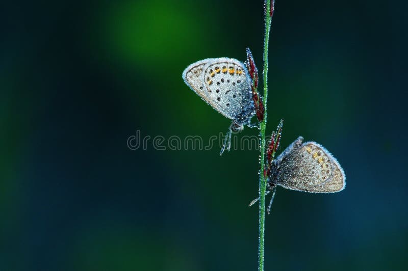 Gossamer-winged-butterfly stock image. Image of gossamerwingedbutterfly ...