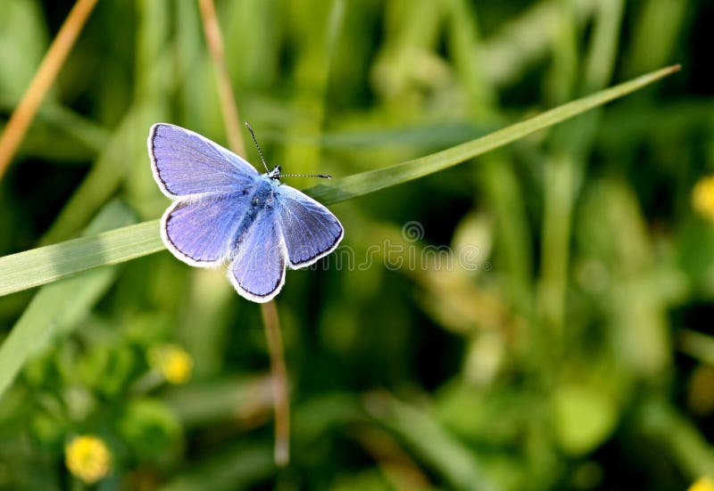Gossamer-winged Butterfly in a Meadow Stock Photo - Image of butterfly ...
