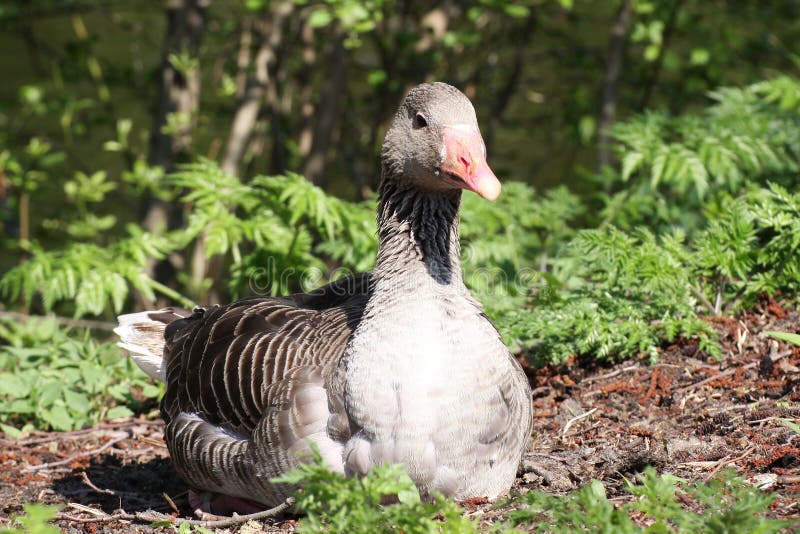 Gosse stock photo. Image of anser, animal, lake, branta - 75351636
