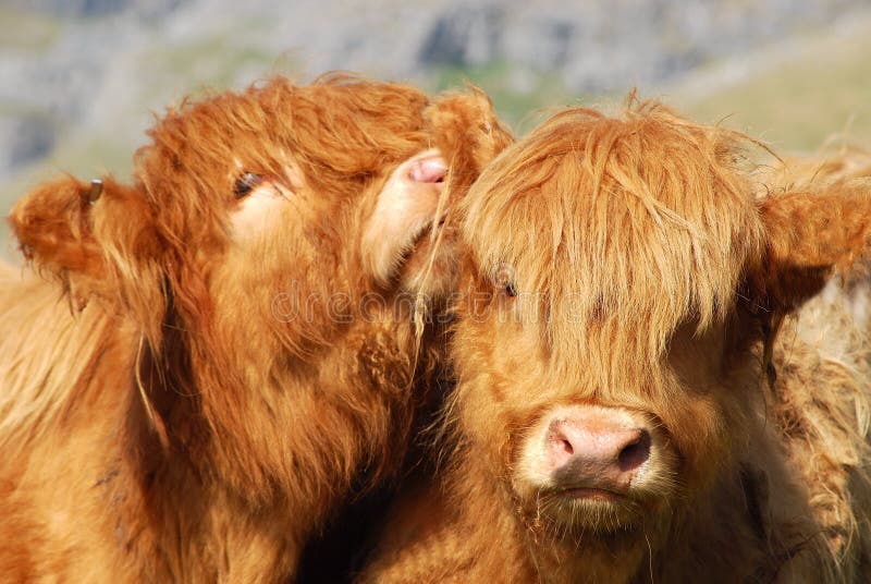 Curly Haired Cattle Stock Photos - Free & Royalty-Free Stock Photos ...