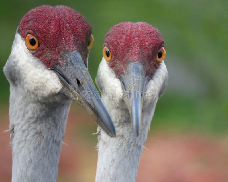 Gossip stock photo. Image of canadensis, animal, wild - 98152844
