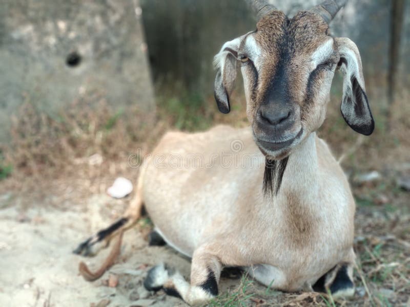 Got stock photo. Image of sagol, vera, cagol, animal - 131001114