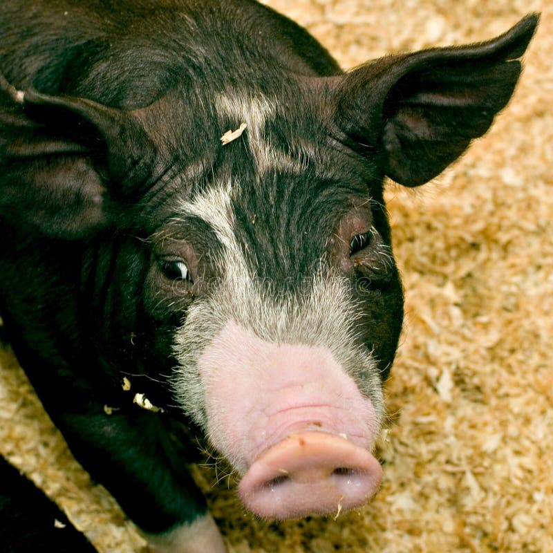 Pig bacon stock image. Image of eating, outside, ugly - 1222161