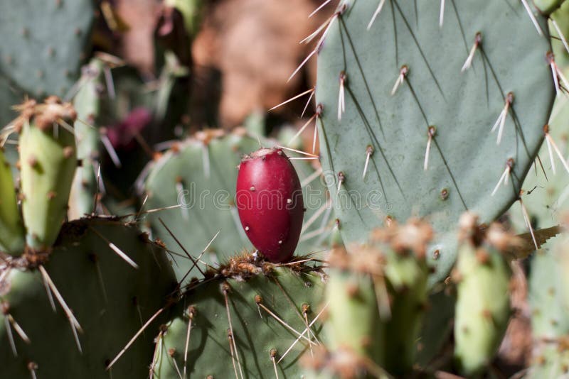 Got Cactus Fruit? Picture. Image: 102490960
