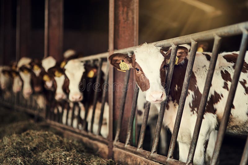 Got Milk. a Group of Cows Standing Inside a Pen in a Barn. Stock Photo ...