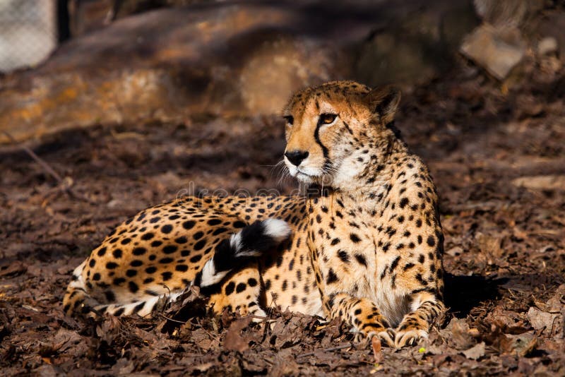 A Bright Red Cheetah is Resting and Looking Down on a Withered Grass in ...