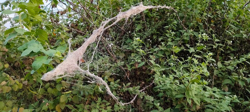 Got Webs in Your Trees-web of the Social Spider Stock Image - Image of ...