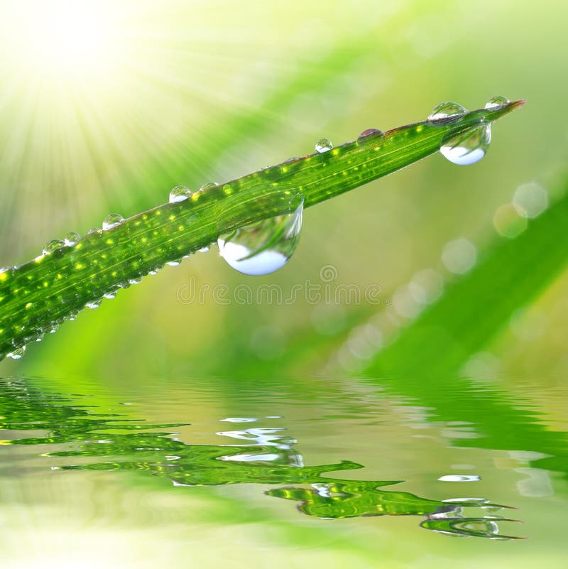 Gotas de orvalho imagem de stock. Imagem de pureza, espelho - 50944341
