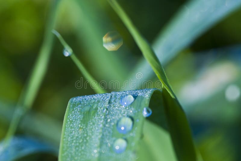 Gotas de rocío imagen de archivo. Imagen de prado, césped - 12285297