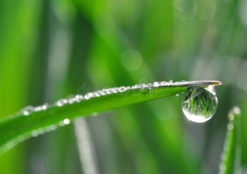Gotas de rocío foto de archivo. Imagen de resorte, transparente - 18560316